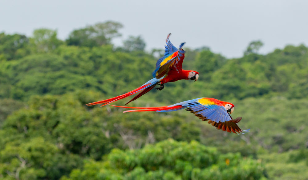 Making Nature and Biodiversity a Business Agenda Priority - WSJ