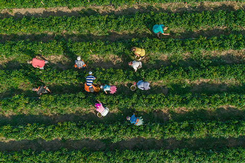 How Can Businesses Learn to Scale Resilient Agriculture? Take Them to ...