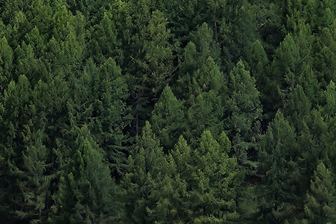 Consider an Evergreen Approach to AI - WSJ