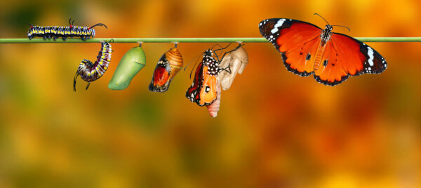 From Vision to Profitable Growth: A CEO’s Framework for Transformation ...